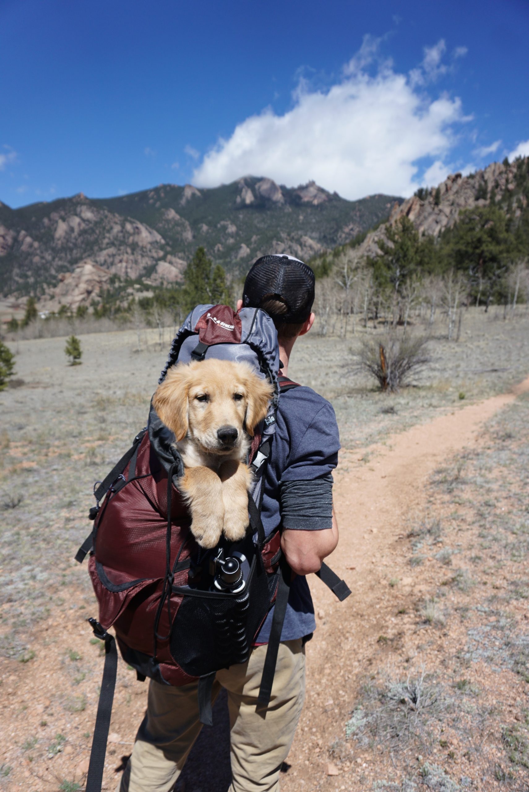 Pet Transportation Required & Suggested - Pet Express Transport Service